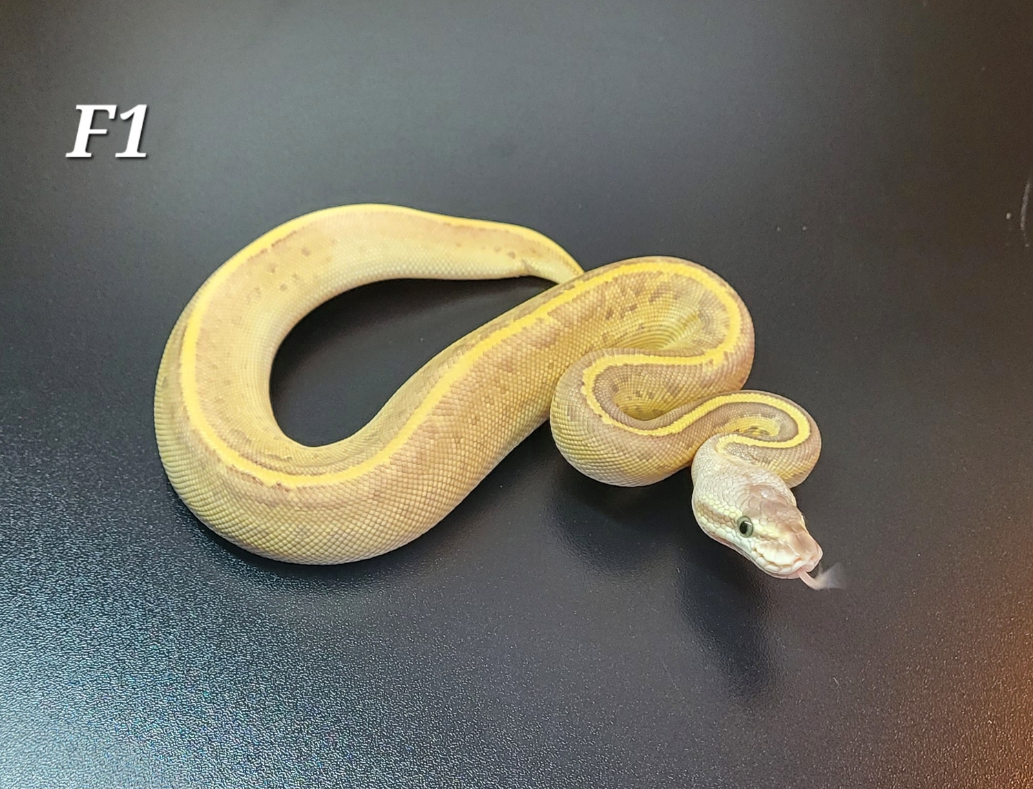 Blackhead OD Leopard Lesser Lemonblast Red& Ringer Gene Ball Python by ...