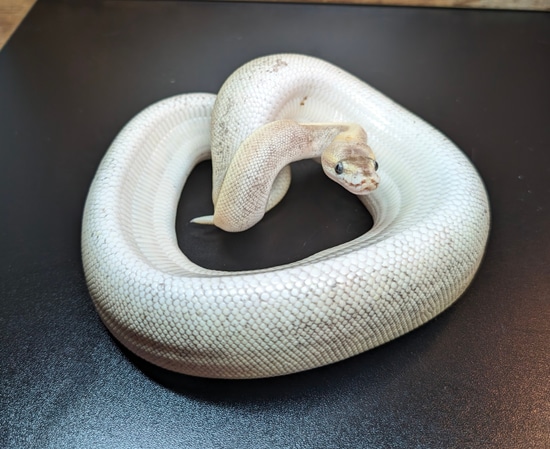 5+ Gene! BH GHI Lesser Lemonblast Ball Python by KP Exotics