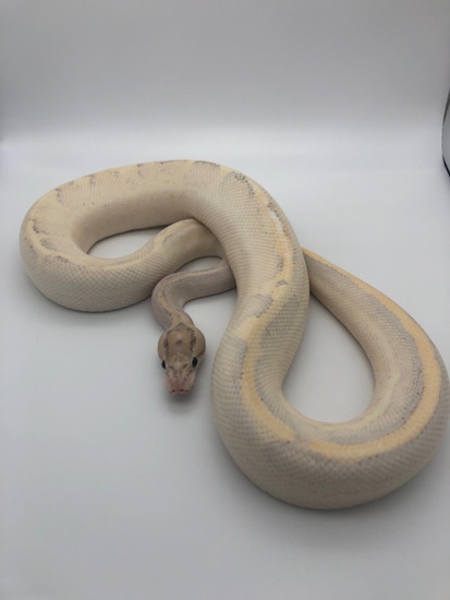 Leopard Super Yellow Belly Ball Python by Observe Pythons