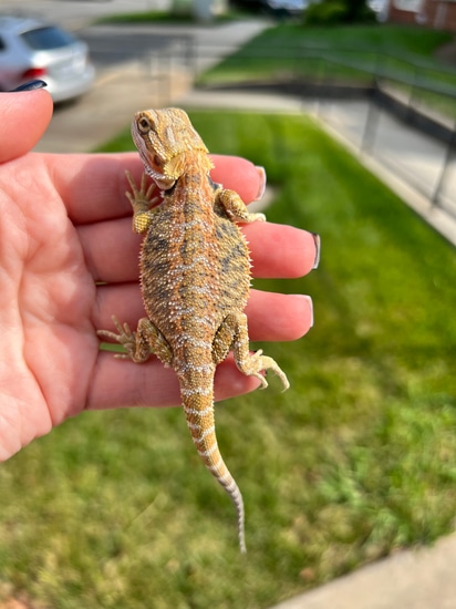 Stunning Yellow And Purple Bearded Dragon Central Bearded Dragon by ...