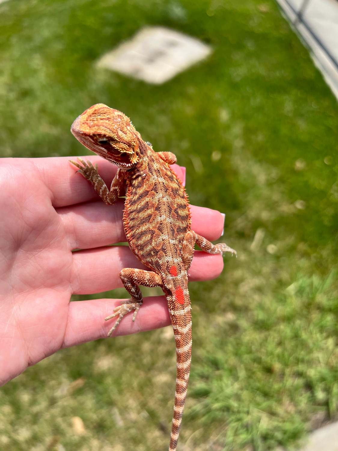 Stunning Red Orange Leatherback Tiger Central Bearded Dragon by Side ...