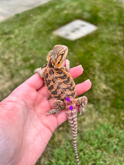 Sweet Orange Tiger Central Bearded Dragon by Side Eye Dragons