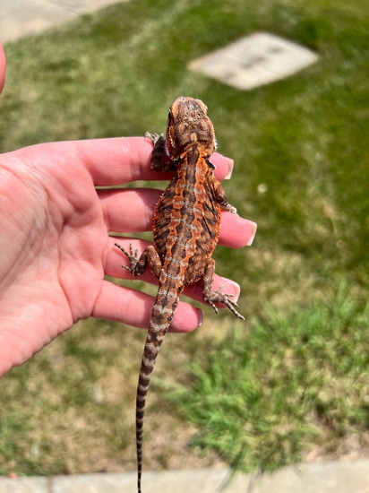Medium Red And Orange Tiger Central Bearded Dragon by Side Eye Dragons
