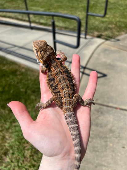 Beautiful Red Orange Tiger Central Bearded Dragon by Side Eye Dragons