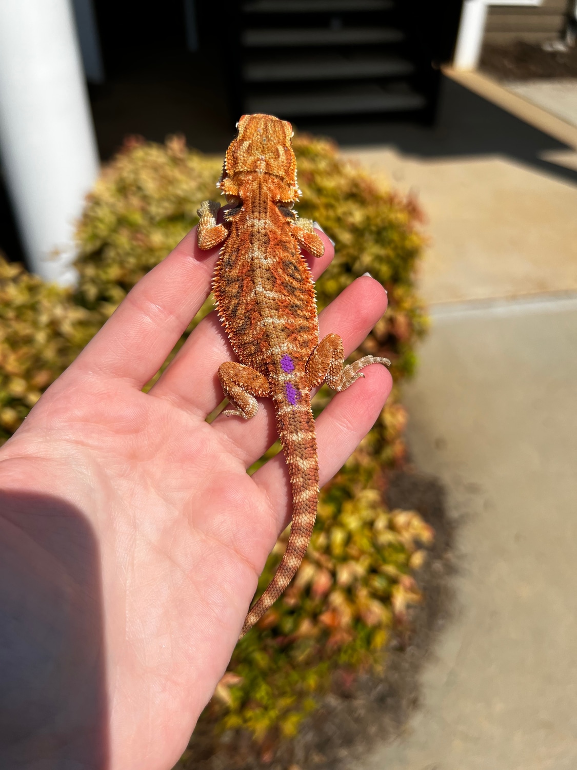 Stunning Sunset Red And Orange Tiger Central Bearded Dragon by Side Eye ...