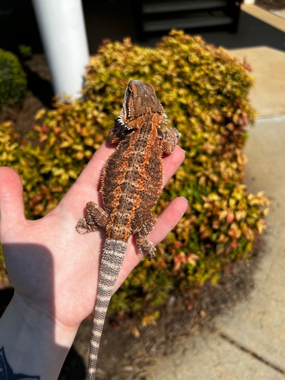 Gorgeous Deep Burgundy Tiger Central Bearded Dragon by Side Eye Dragons
