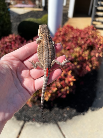 Gorgeous Red And Orange Dunner Tiger Central Bearded Dragon by Side Eye ...