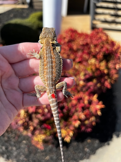 Beautiful Red And Orange G Stripe Dunner Central Bearded Dragon by Side ...