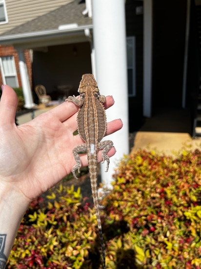 Red And Orange Dunner Tiger Central Bearded Dragon by Side Eye Dragons