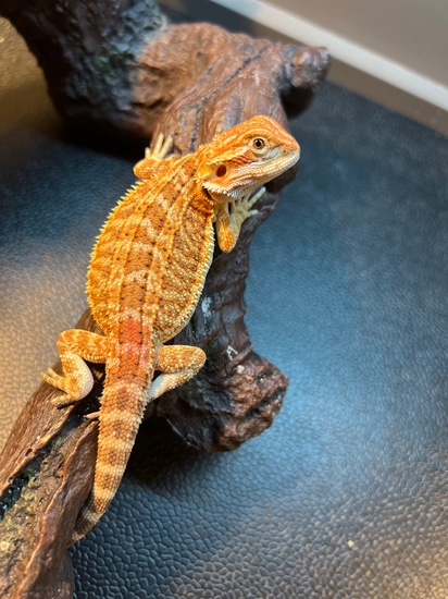 Gorgeous Yellow And Orange G Stripe Central Bearded Dragon by Side Eye ...