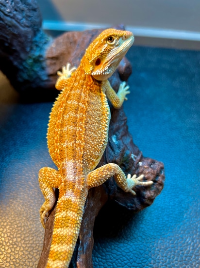 Beautiful Yellow And Orange G Stripe Central Bearded Dragon by Side Eye ...