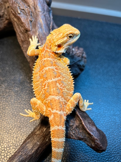 So Sweet Blue Bar Tiger Central Bearded Dragon by Side Eye Dragons