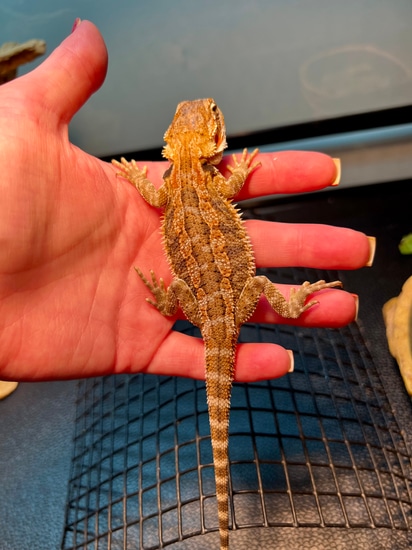 Stunning Yellow And Orange Tiger Central Bearded Dragon by Side Eye Dragons