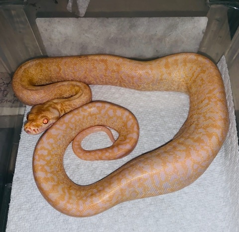 Albino Granite Burmese Python by KPG Snakes - MorphMarket