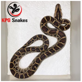 Normal Burmese Python by KPG Snakes