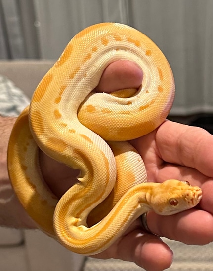Albino Green Het Labyrinth Burmese Python by KPG Snakes