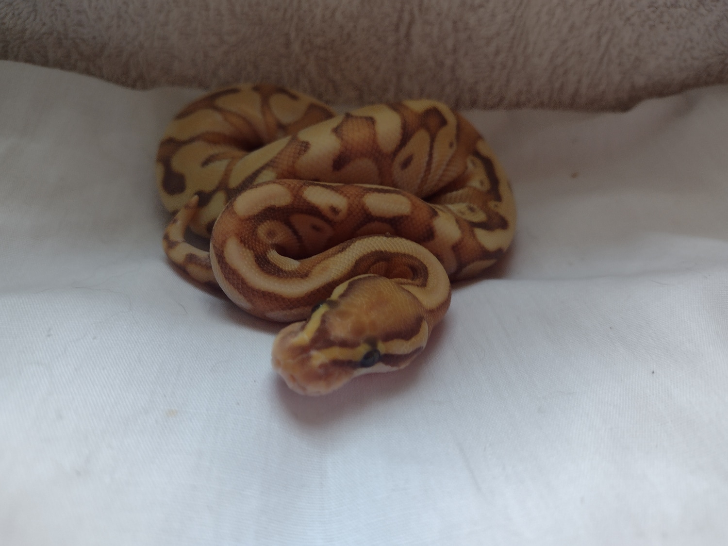 Banana Enchi And Banana Lesser Enchi Ball Python by K.P Mighty Morphs ...