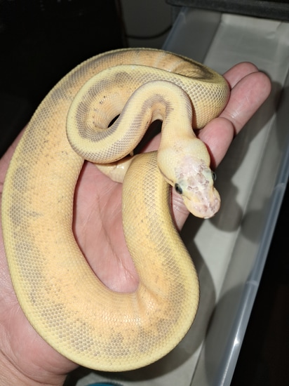 Lemon Blast Het Pied X Super Pastel Het Pied Ball Python by 312 Reptiles