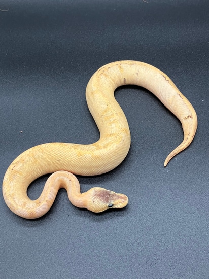 Champagne Pastel Ball Python by Kraft Brew Morphology