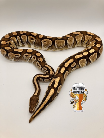 Butter Ball Python by Kraft Brew Morphology