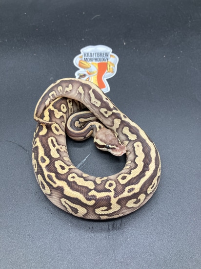 Leopard Pastel Butter Ball Python by Kraft Brew Morphology