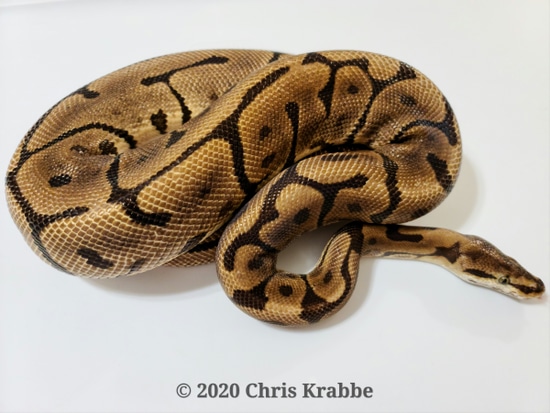 Leopard Spider Ball Python by Krabbe Aquatics & More