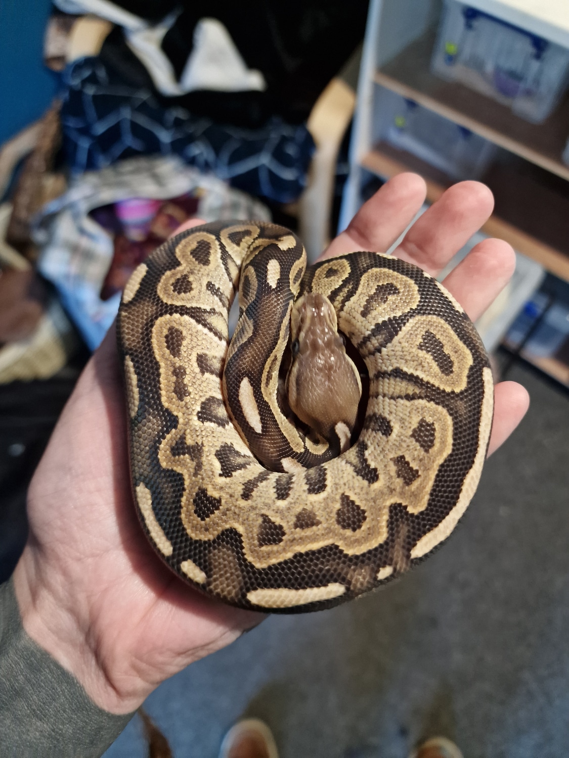 Cinamon Fire Het Albino Ball Python by Sea dream Pythons - MorphMarket