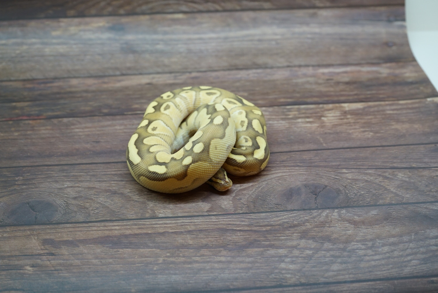 Butter Fire Ball Python by Krakenballs - MorphMarket