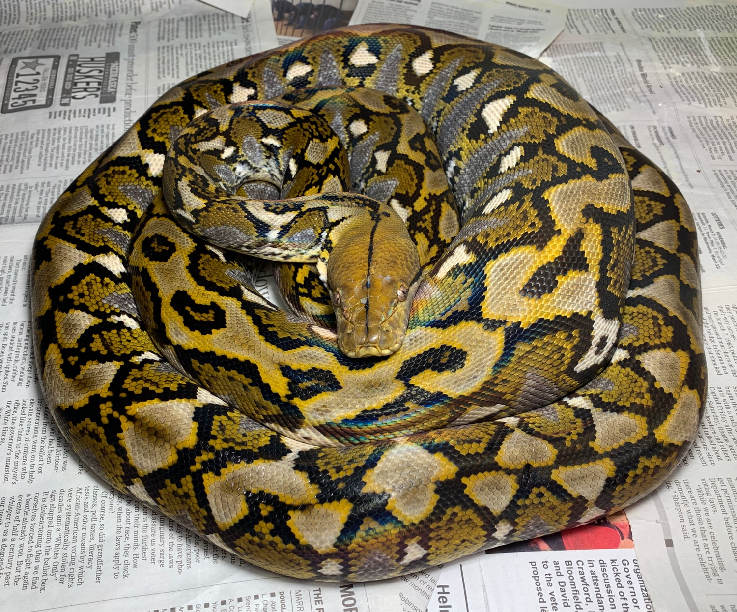 Bantaeng Sulawesi Reticulated Python by Campbell Herpetofauna - MorphMarket