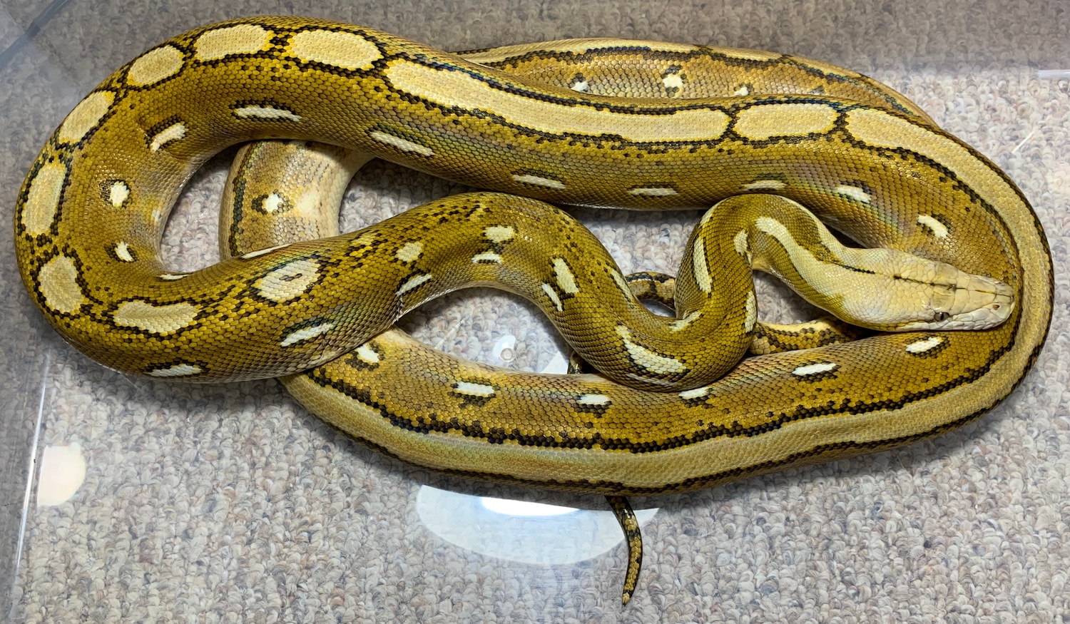Orange Ghost Stripe Reticulated Python by Campbell Herpetofauna ...