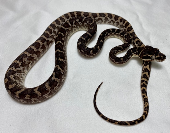 Rough-Scaled Python by Campbell Herpetofauna