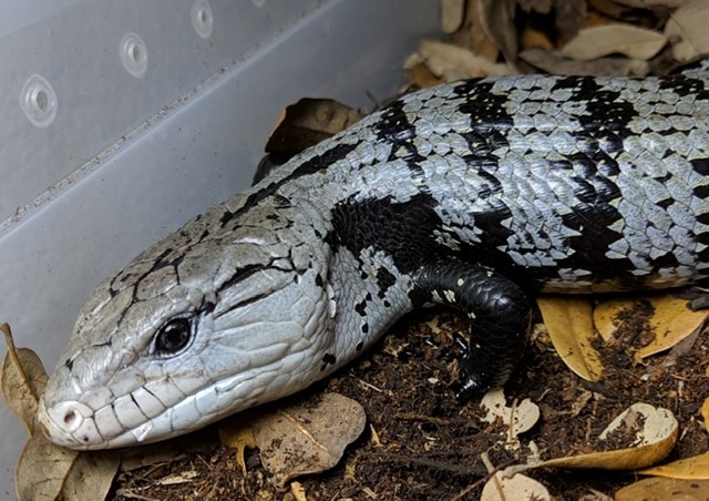 LTC Axanthic Halmahera Blue Tongue Skink Halmahera Blue-Tongued Skink by Campbell Herpetofauna ...