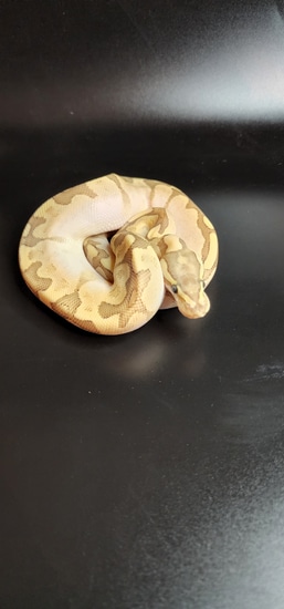 Bamboo Enchi Spark/Yellowbelly PET ONLY Ball Python by CR Balls