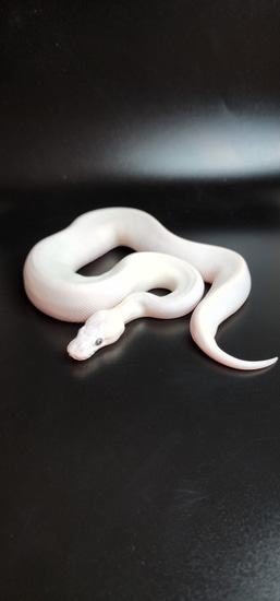Blue Eyed Lucy Ball Python by CR Balls