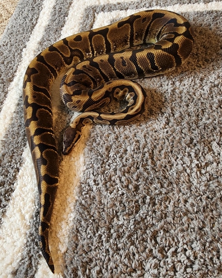 Hidden Gene Woma Ball Python by CR Balls