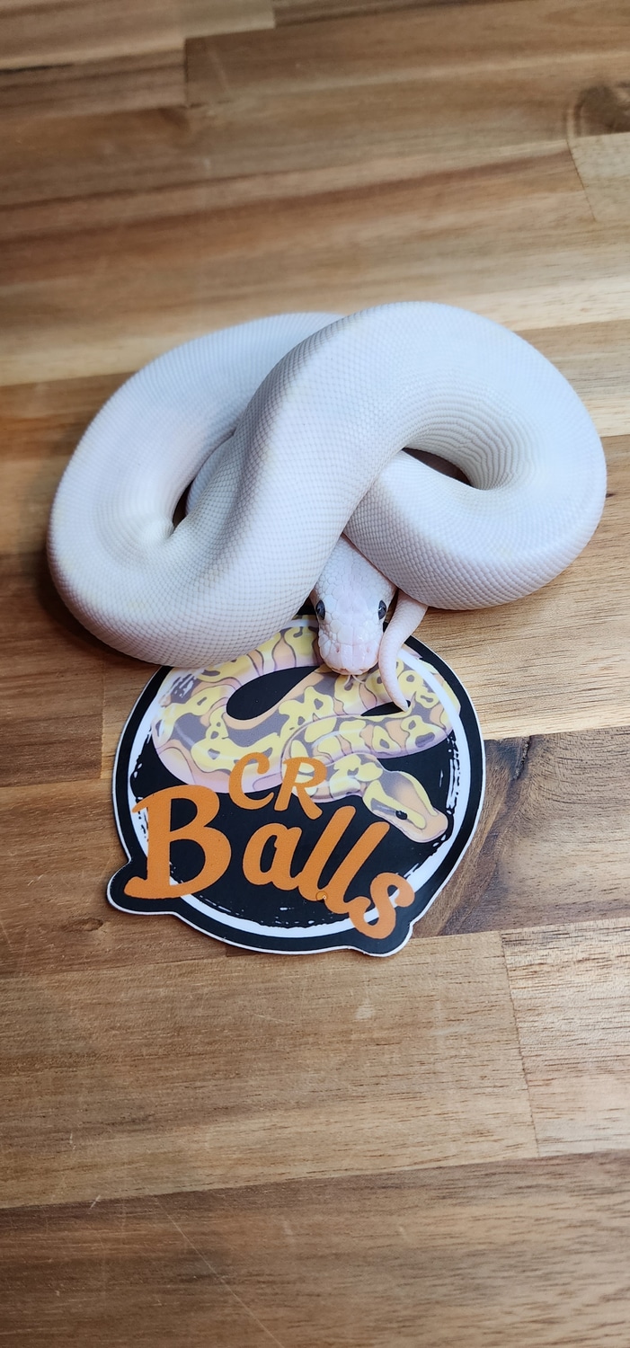 Bamboo Mojave Ball Python by CR Balls - MorphMarket