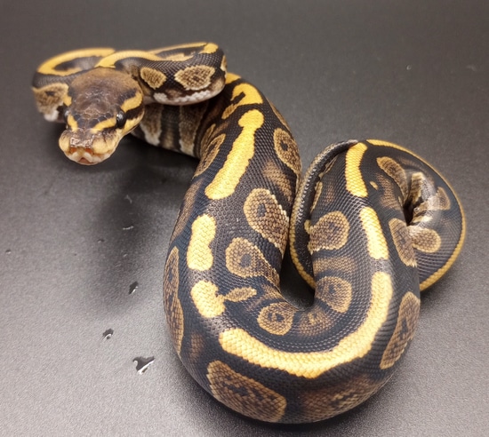 Stranger 100% Het VPI Axanthic FREE SHIPPING Ball Python by Kreative Genetics