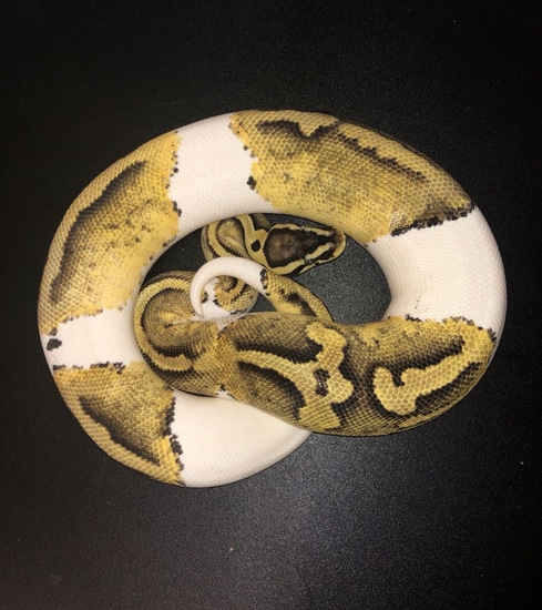 Female (Adult) Piebald Pastel PosHet Axanthic Ball Python by Kreative ...