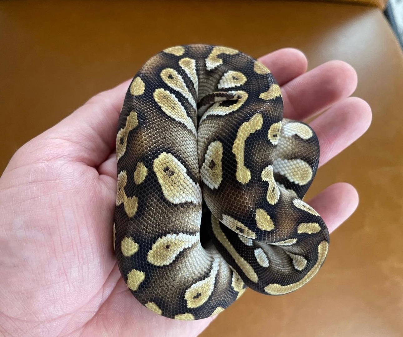 Pastel Mojave Chocolate Het Desert Ghost Ball Python by Kreative ...