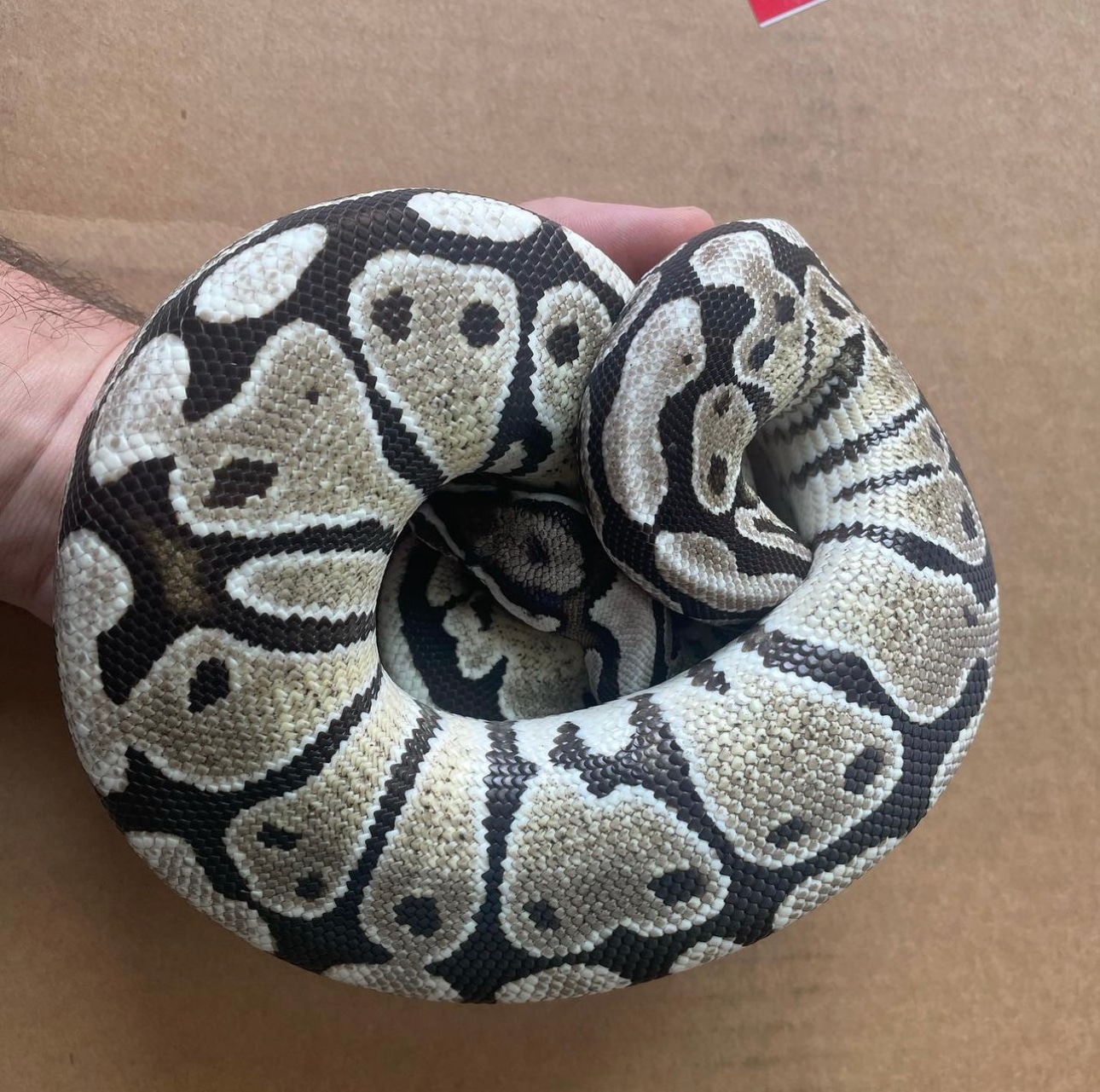 Female Vanilla Axanthic(TSK) HetHypo Ball Python by Kreative Kollectors ...