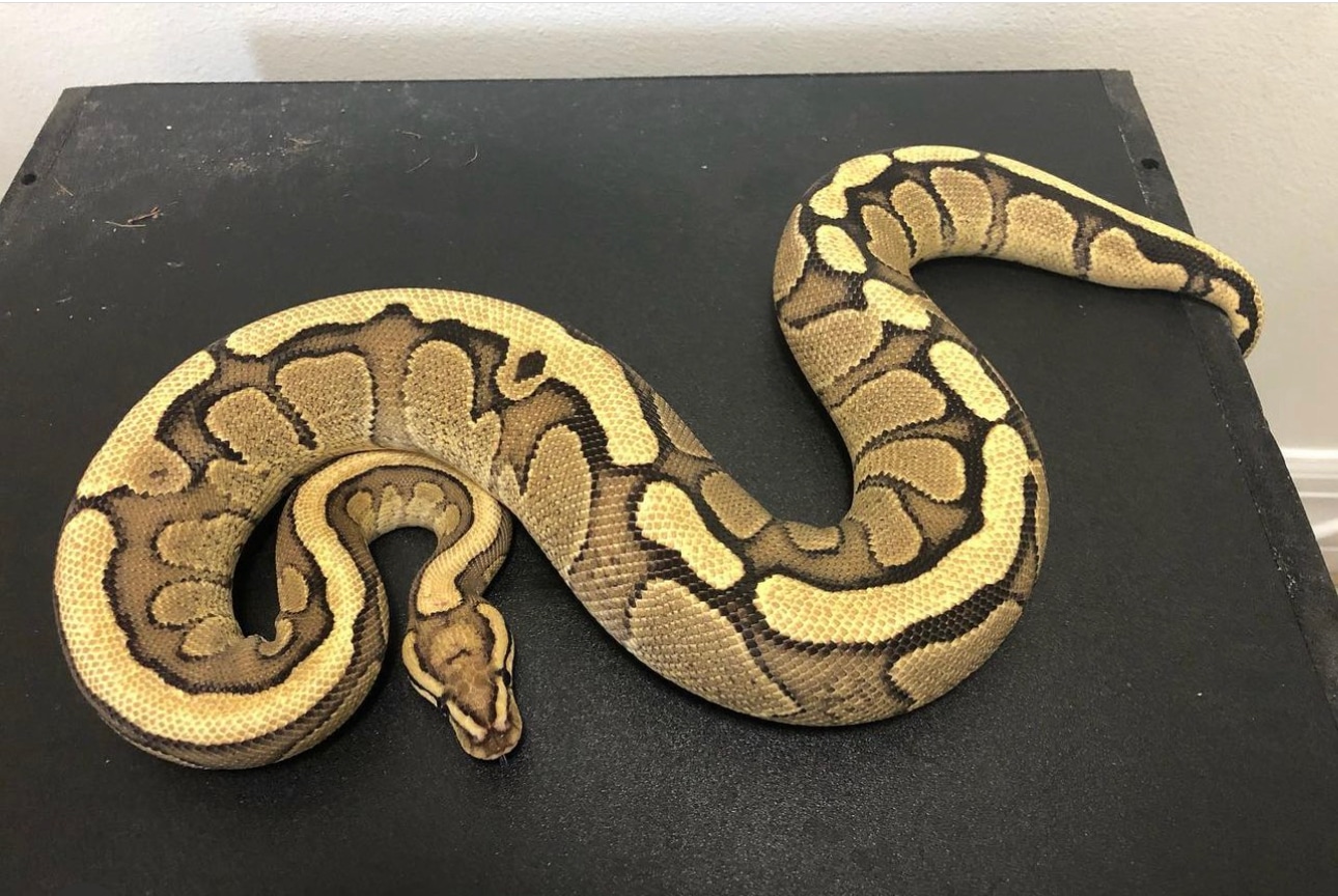 (Proven) Fire Redstripe DblHet DesertGhost/Clown Ball Python by Kreative Kollectors - MorphMarket