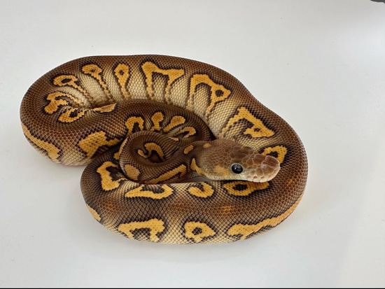 Barnhart Black Pastel Yellowbelly Mojave Clown Ball Python by Kreative ...