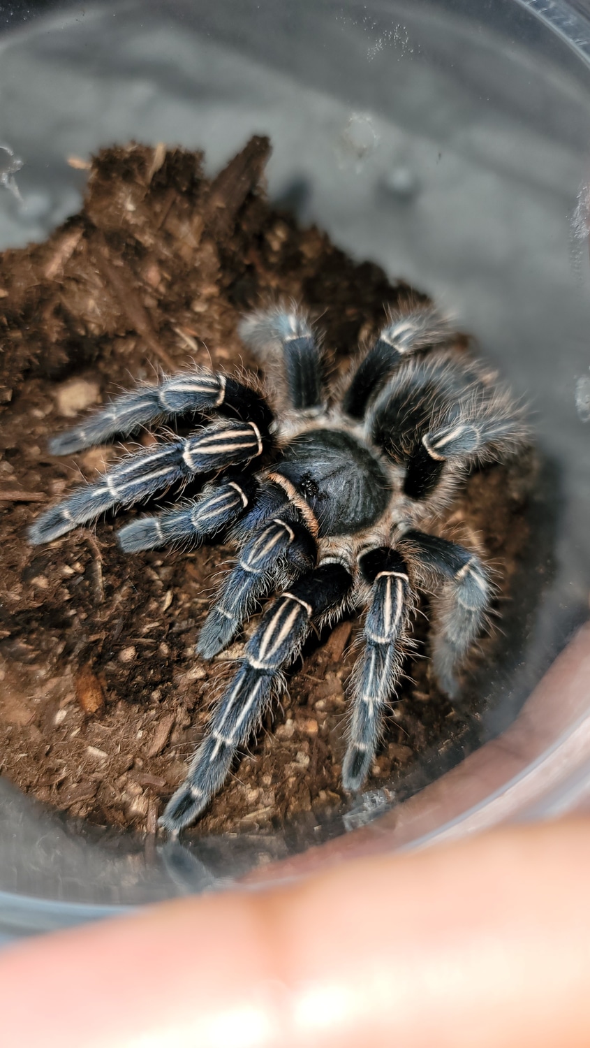 Aphonopelma Seemani (Stripe-Kneed ) Tarantula by Kreature Kingdom ...