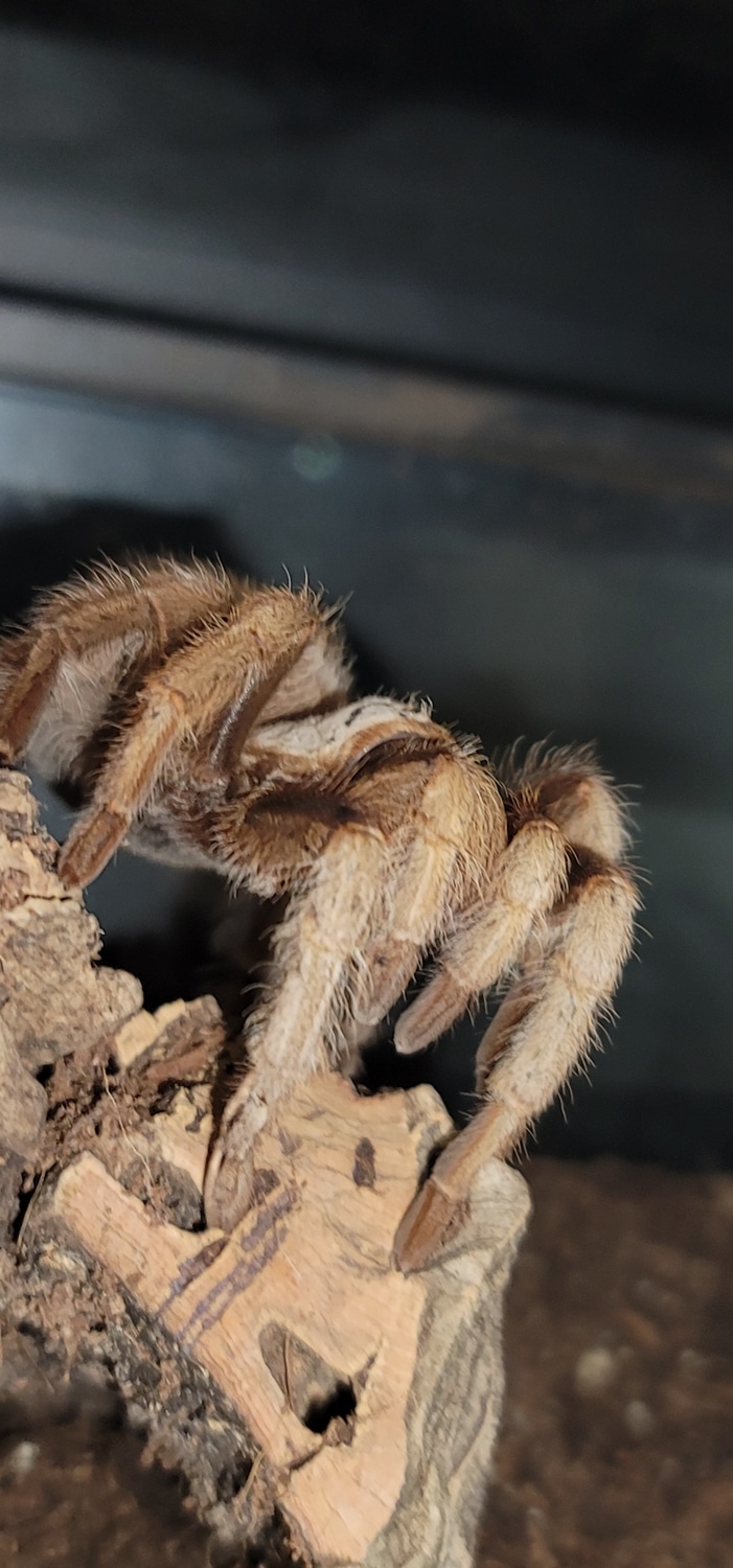 Aphonopelma Chalcodes Desert Blonde Tarantula by Kreature Kingdom ...