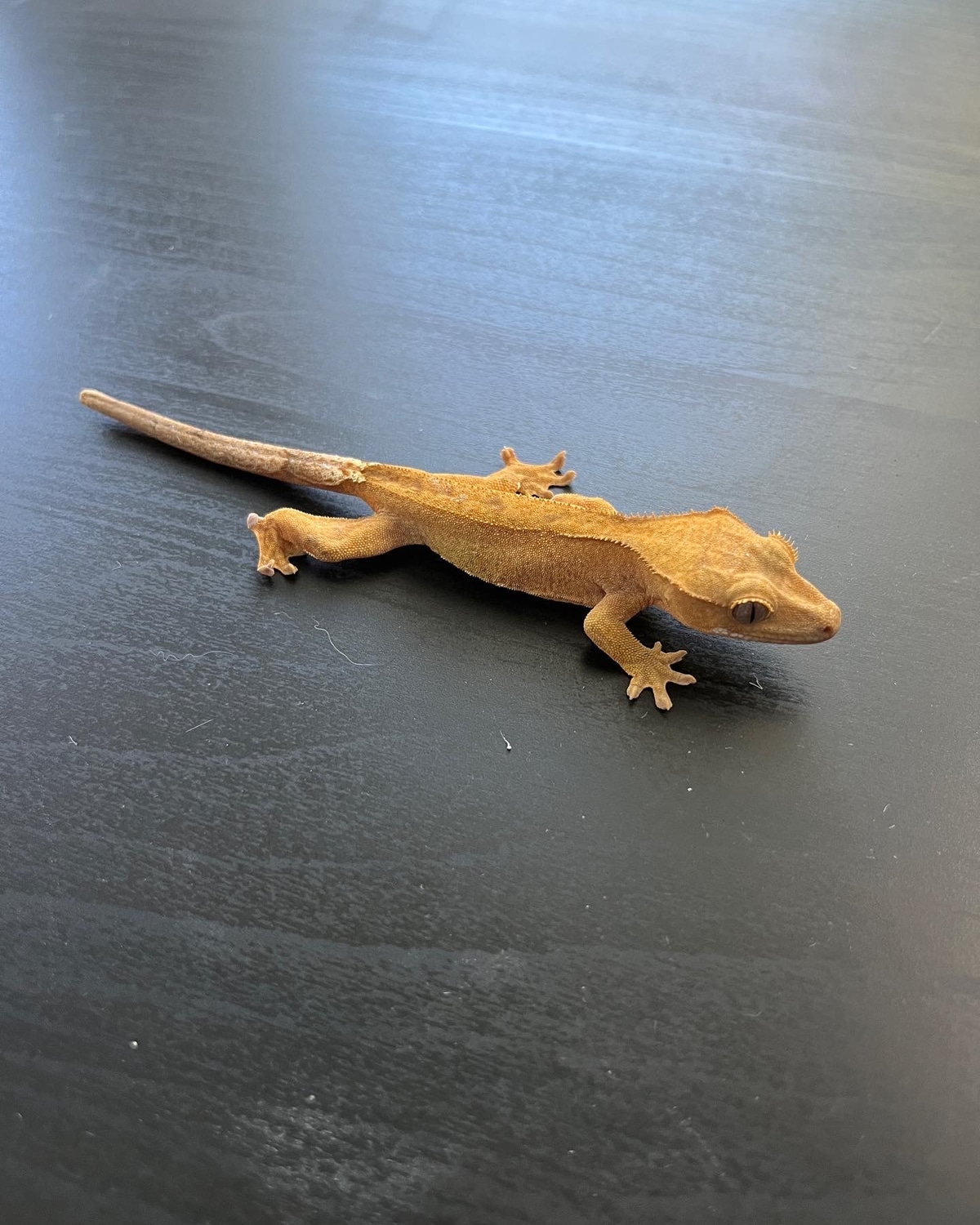 Yellow/Orange Patternless Crested Gecko by Recile's Reptiles - MorphMarket