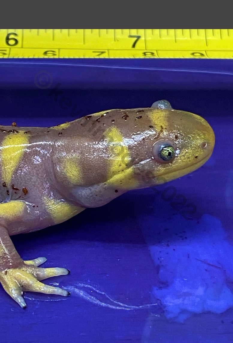 LTC Hypo Texas Barred Tiger Salamander by Hognose1.com - MorphMarket