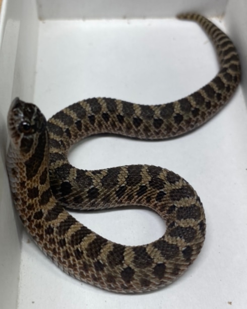 F Sable Maybe Arctic 66 Axanthic 50 Pistachio Western Hognose by ...