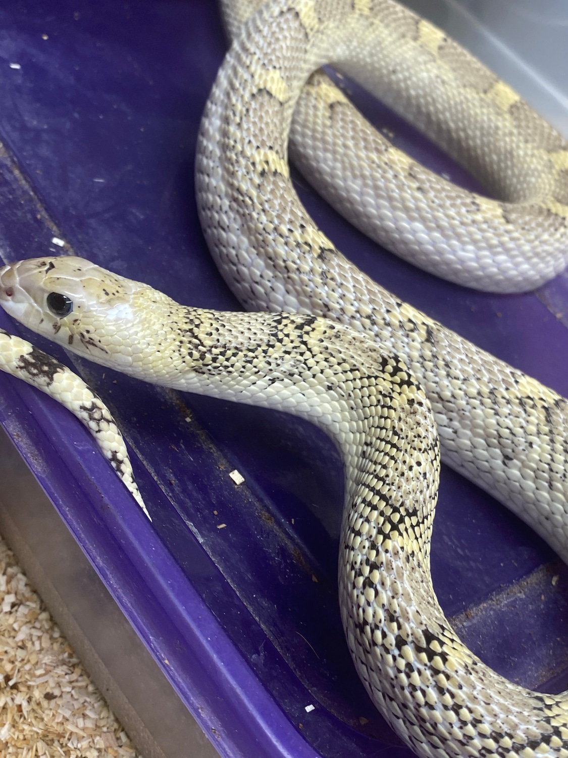 2019 Whiteside Poss Het Patternless,Ax, & Stillwater Hypo Bullsnake by ...