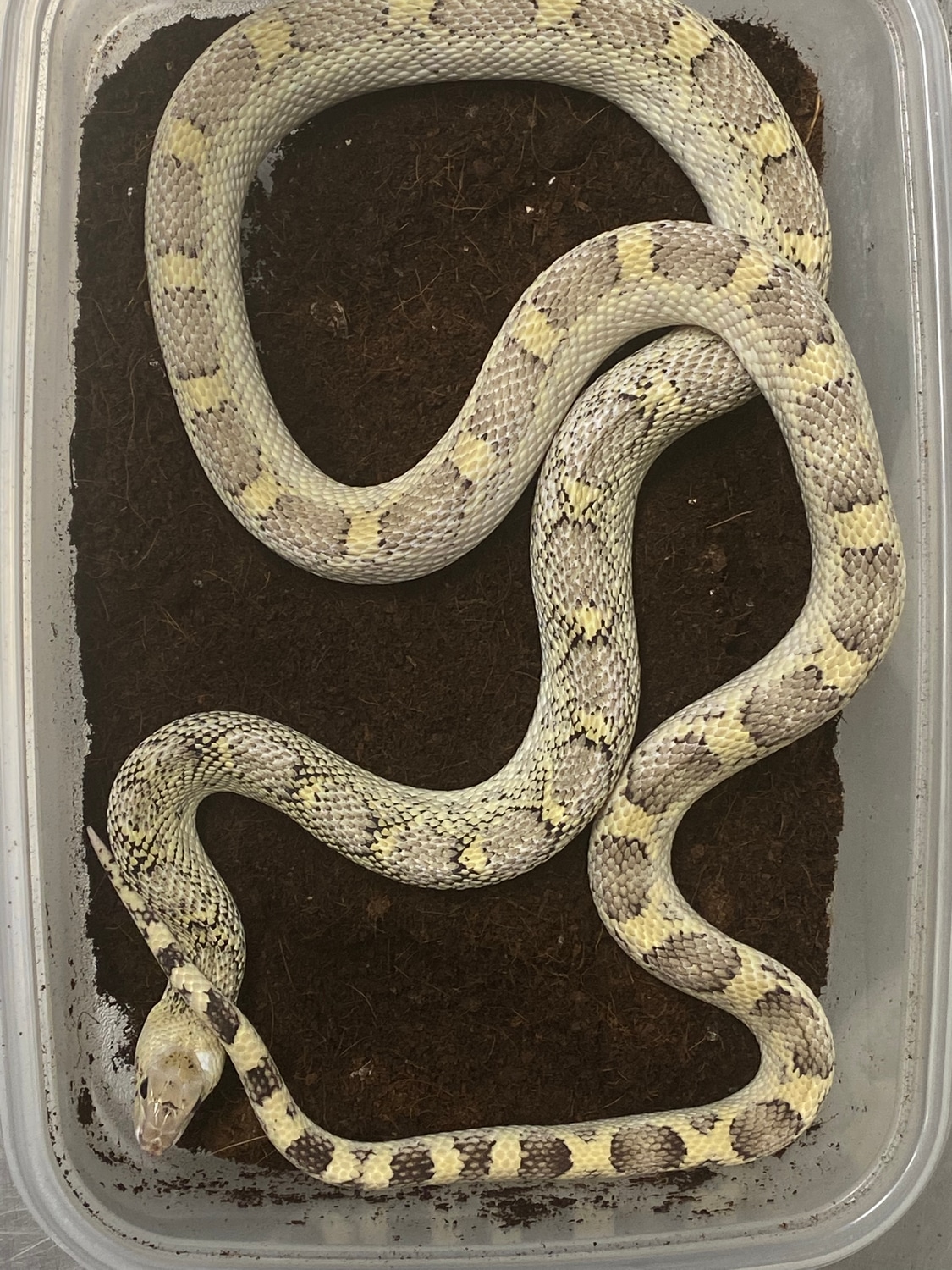 2019 Whiteside Poss Het Patternless,Ax, & Stillwater Hypo Bullsnake by ...