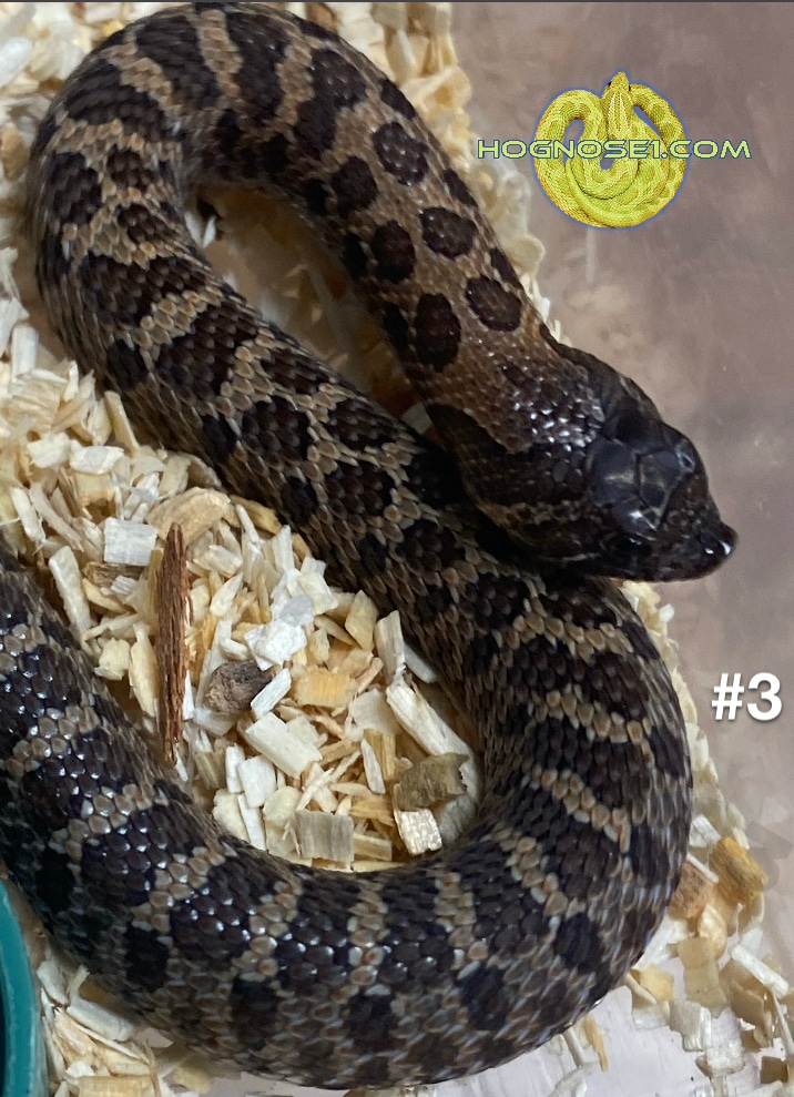 Sable Pos Het Infinity,(Axanthic Pistachio) 3 Western Hognose by ...